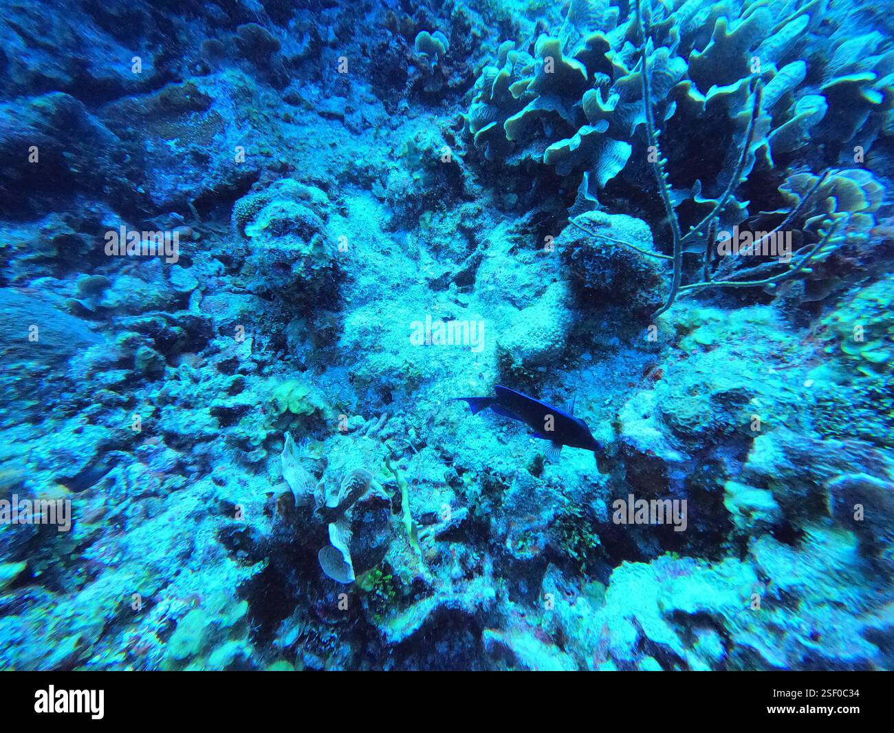 Atlantic Blue Tang (Acanthurus coeruleus), Actinopterygii, Roatán, HN ...
