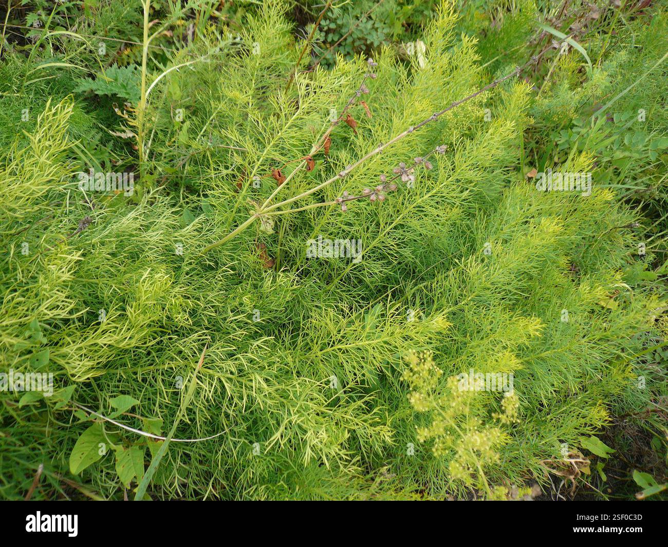 Spring Adonis (Adonis vernalis), Plantae, Лямбирский р-н, Респ ...