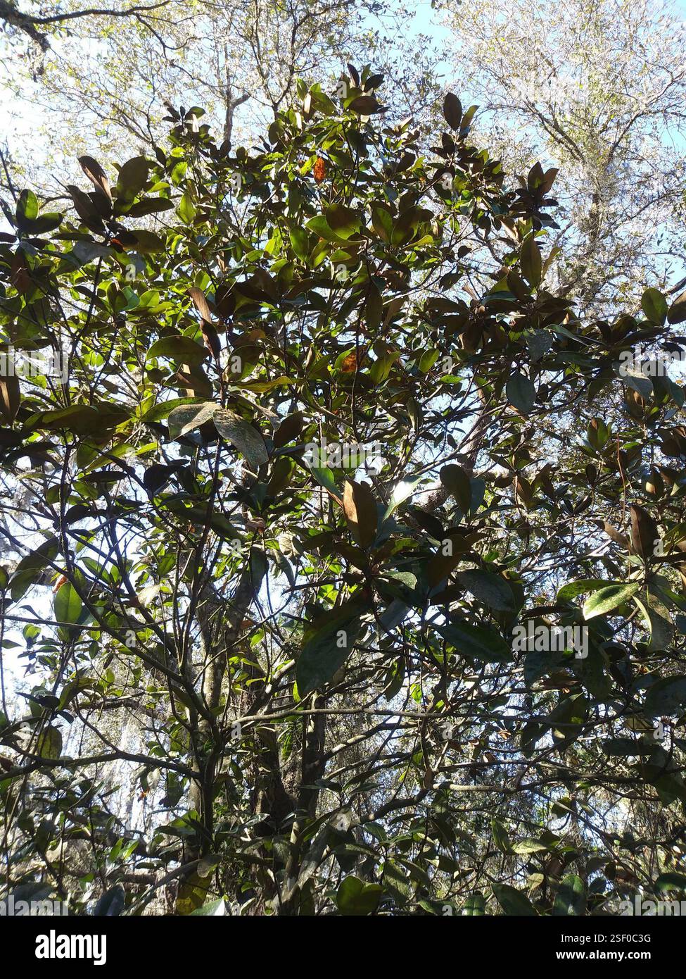 southern magnolia (Magnolia grandiflora), Plantae, Polk County, FL, USA ...