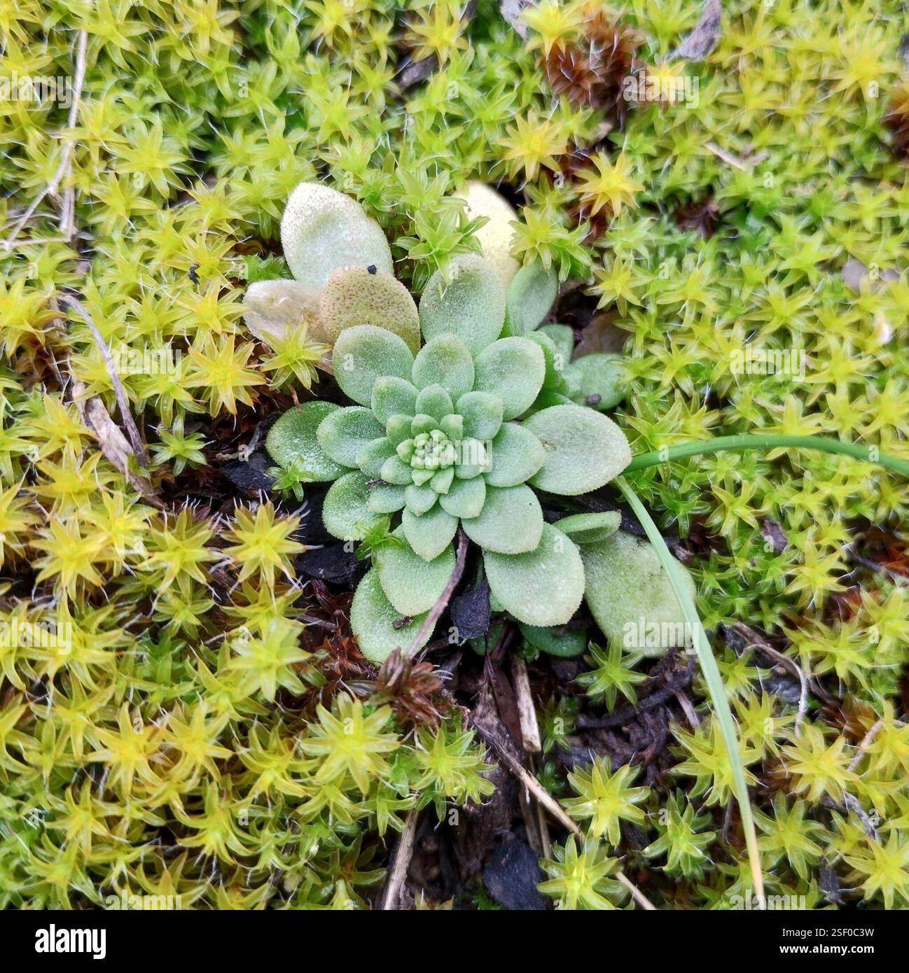 Pink Stonecrop (Sedum cepaea), Plantae, Kosanin dol, Pancharevo ...