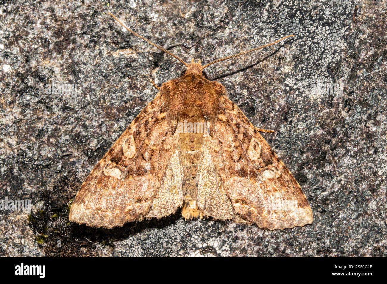 (Meterana praesignis), Insecta, Southland District, Southland, New ...