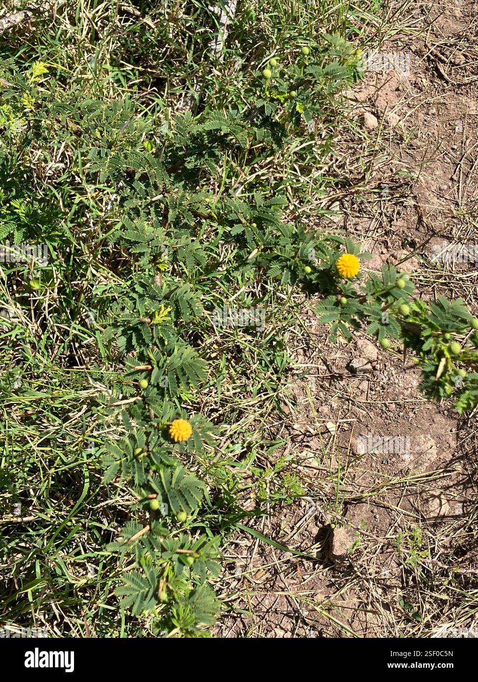 thorn trees (Vachellia), Plantae, Saint Peter, MS Stock Photo - Alamy