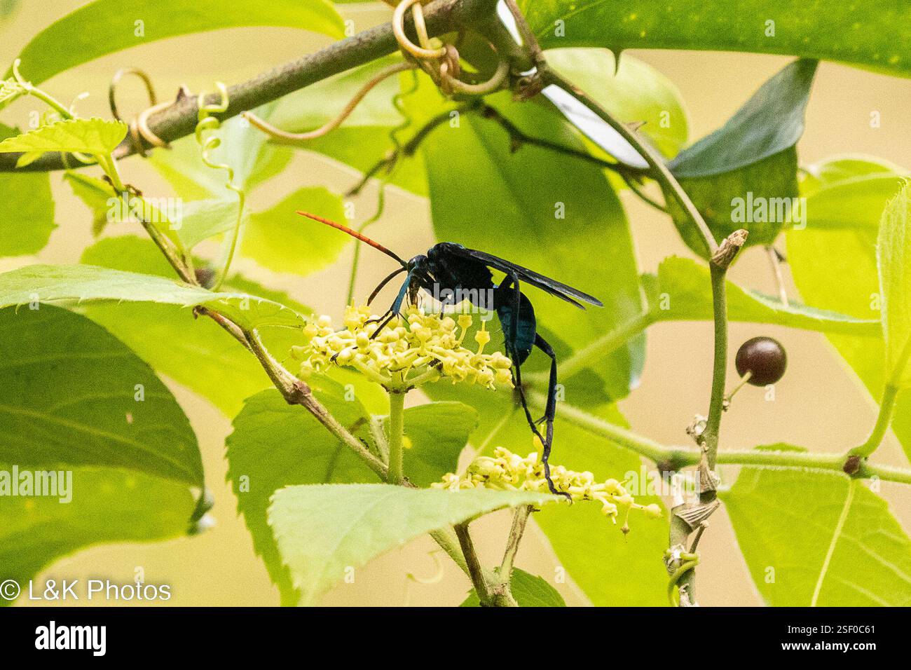 New World Tarantula-hawk Wasps (Pepsis), Insecta, Belize District ...