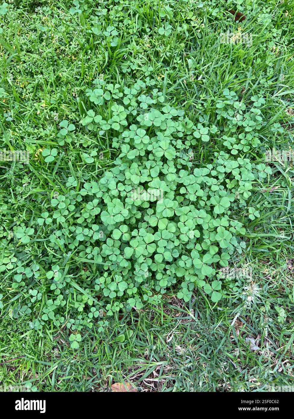 bur clover (Medicago polymorpha), Plantae, Los Angeles County, US-CA ...