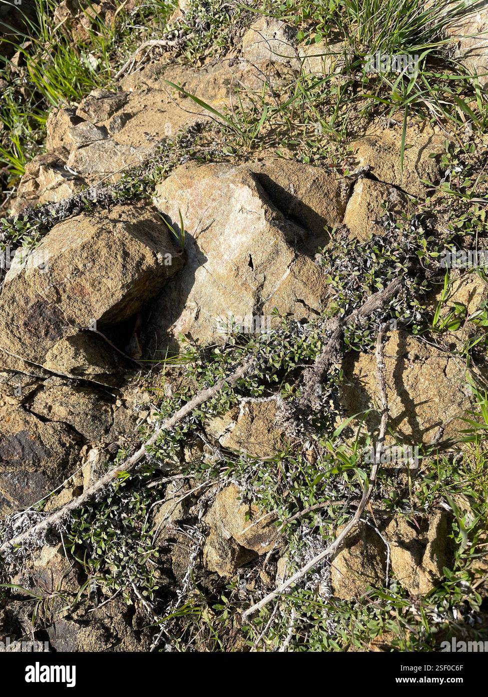 turkey tangle frogfruit (Phyla nodiflora), Plantae, Almaden, San Jose ...