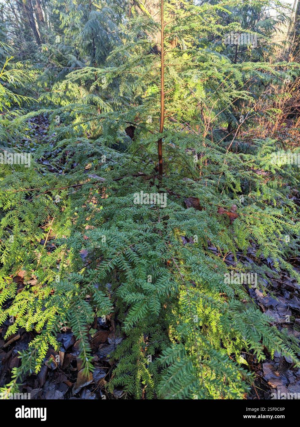 western hemlock (Tsuga heterophylla), Plantae, Vancouver, BC V6R 1B5 ...
