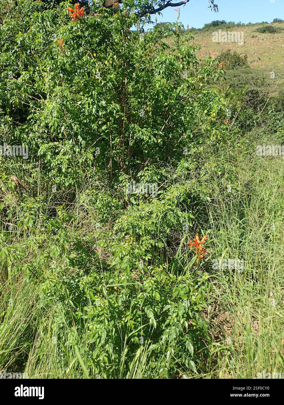Cape Honeysuckle (Tecomaria capensis), Plantae, uMgungundlovu District ...
