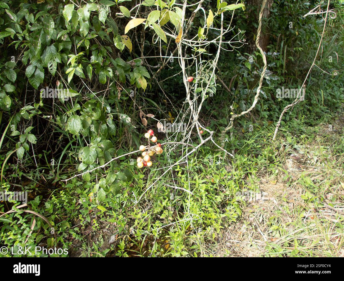 soapberry family (Sapindaceae), Plantae, Orange Walk District, Belize ...
