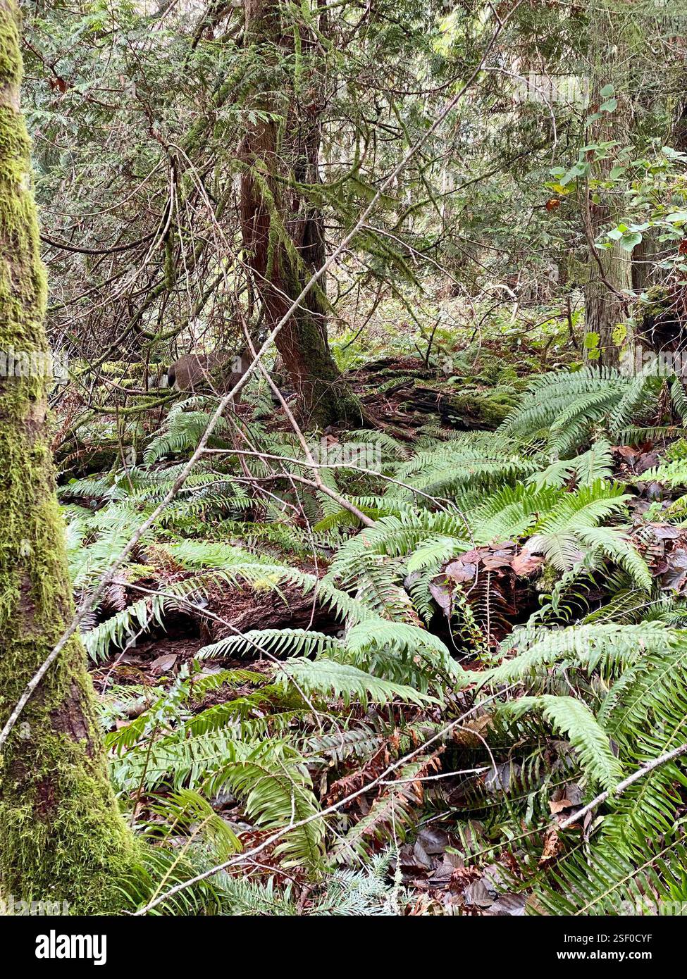 Columbian Black-tailed Deer (Odocoileus hemionus columbianus), Mammalia ...