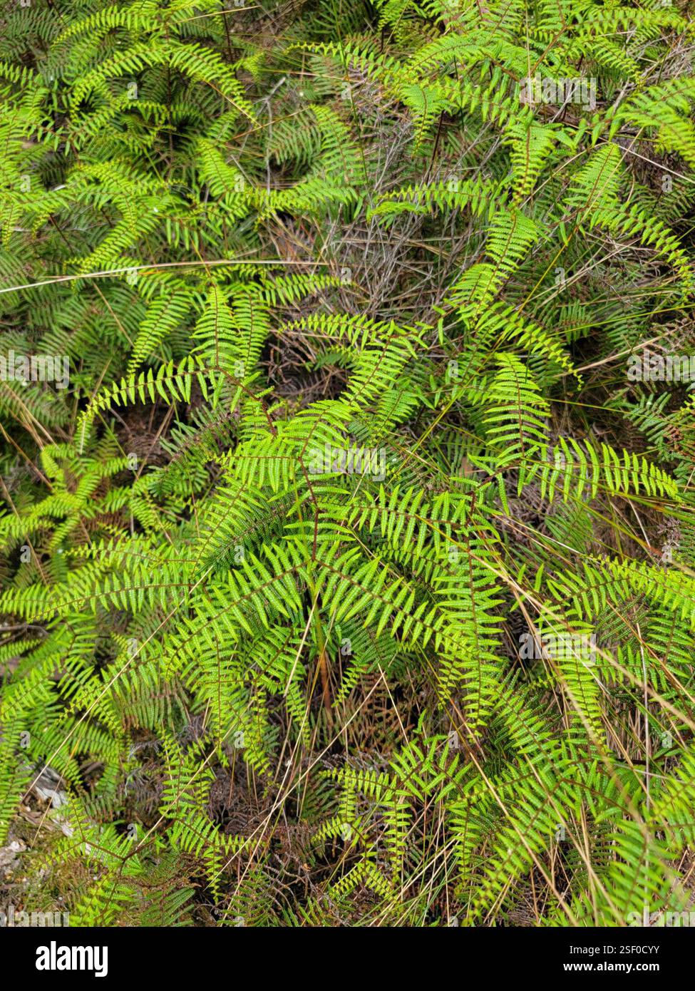 scrambling coral-fern (Gleichenia microphylla), Plantae, Rakiura ...