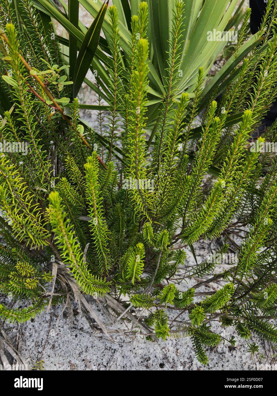 Florida rosemary (Ceratiola ericoides), Plantae, Duette Stock Photo - Alamy