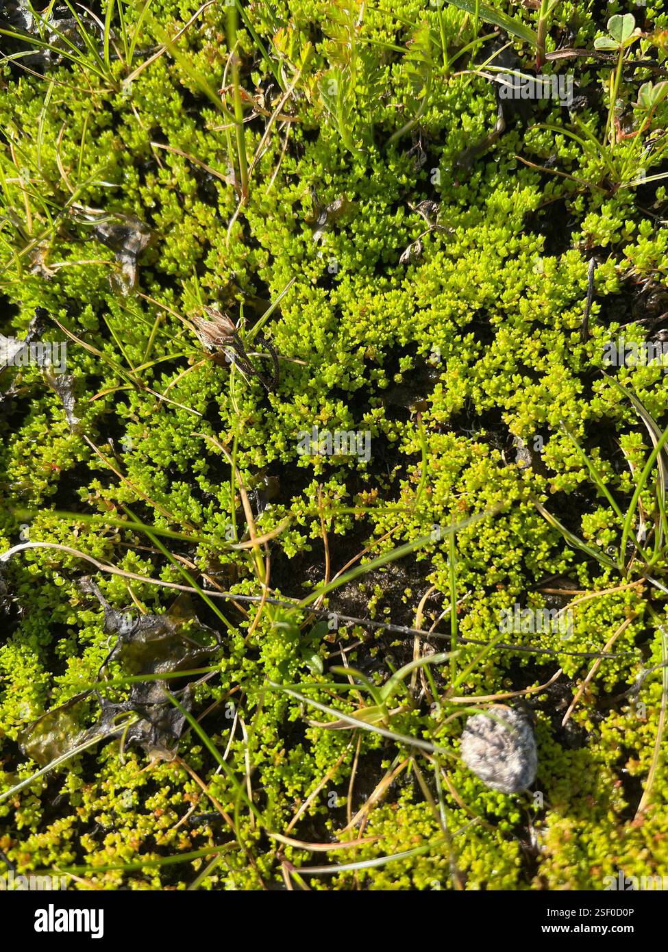 sand pygmyweed (Crassula connata), Plantae, Calero County Park, Santa ...