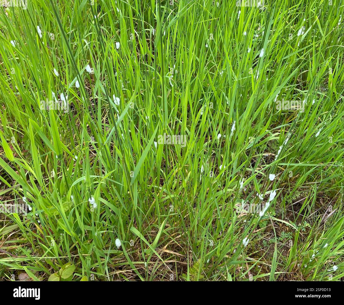 True Spittlebugs (Aphrophoridae), Insecta, Oregon, US Stock Photo - Alamy