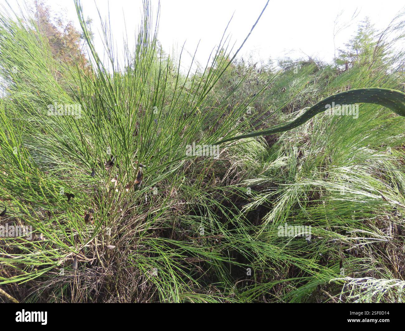Scotch Broom (Cytisus scoparius), Plantae, Capital, BC, Canada Stock ...