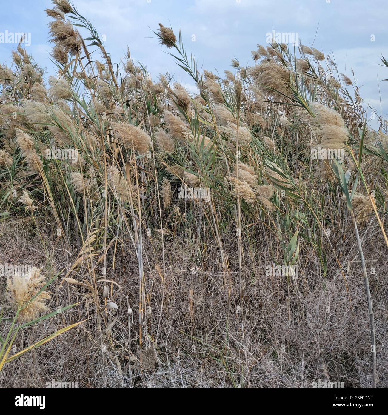 common reed (Phragmites australis), Plantae, Emek HaMayanot, Israel ...