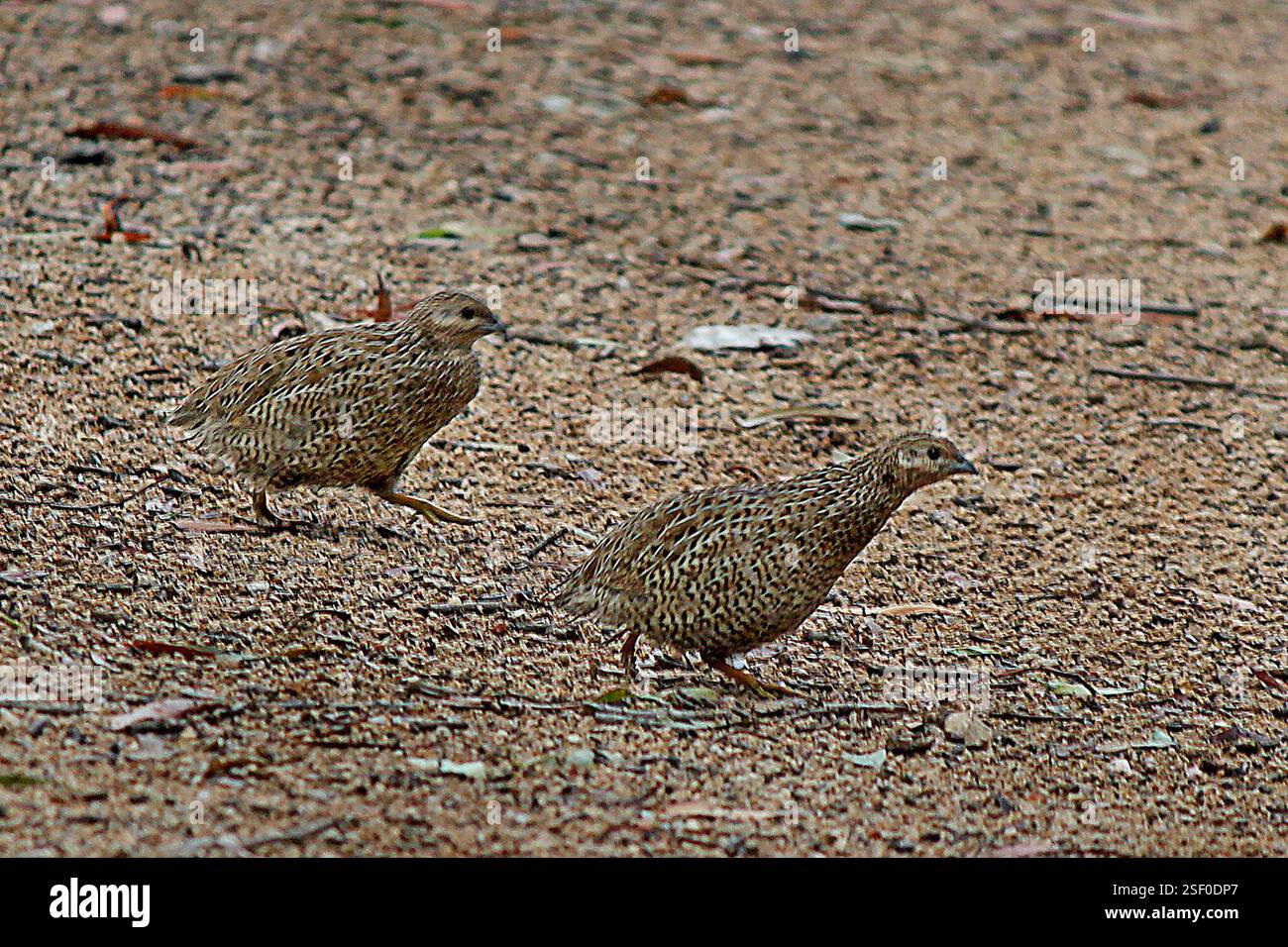 Brown Quail (Synoicus ypsilophorus), Aves, Sherwood Rd, Rocklea QLD ...
