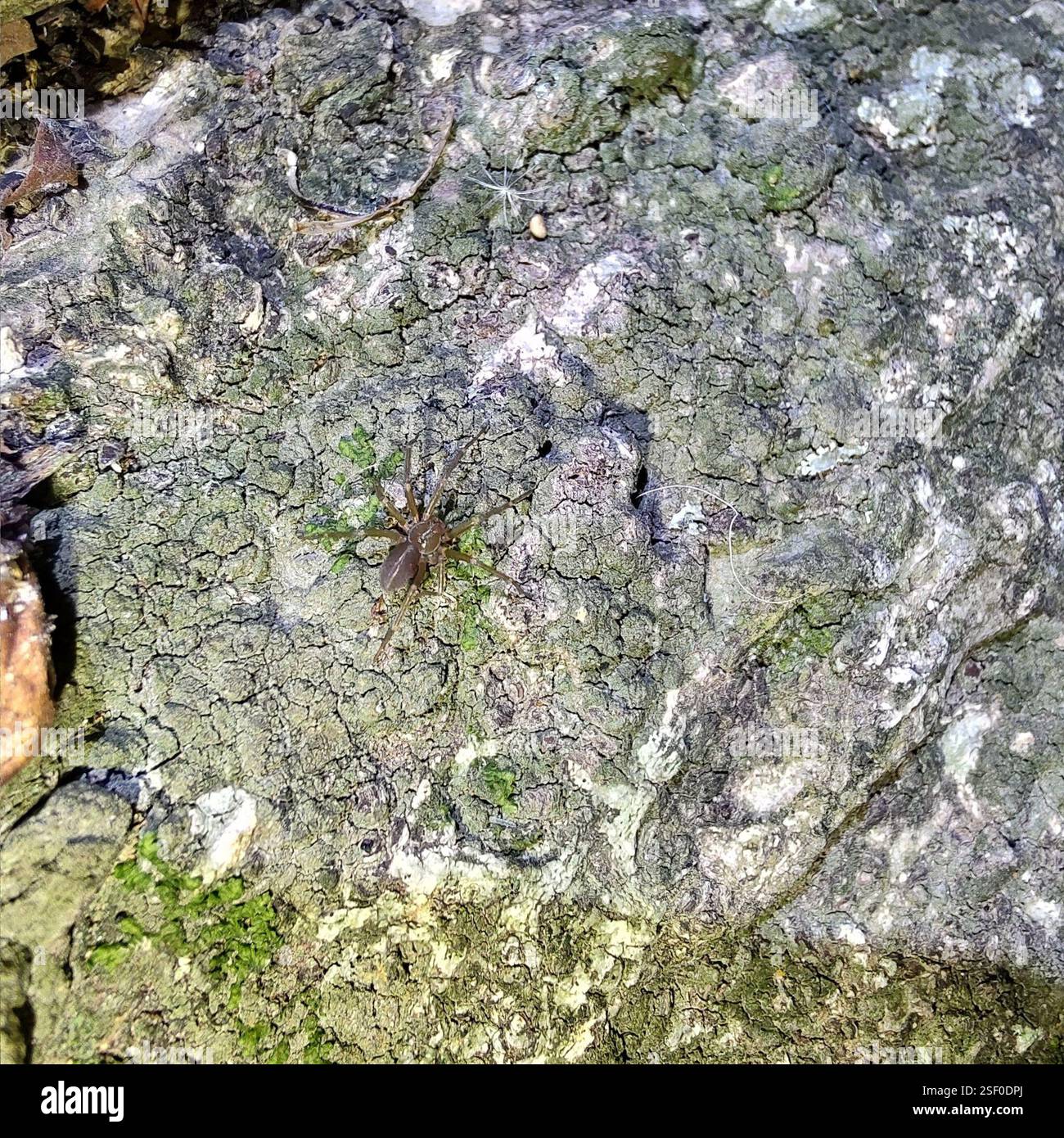 Recluse Spiders (Loxosceles), Arachnida, Rodovia BR 290 Country Club 1 ...