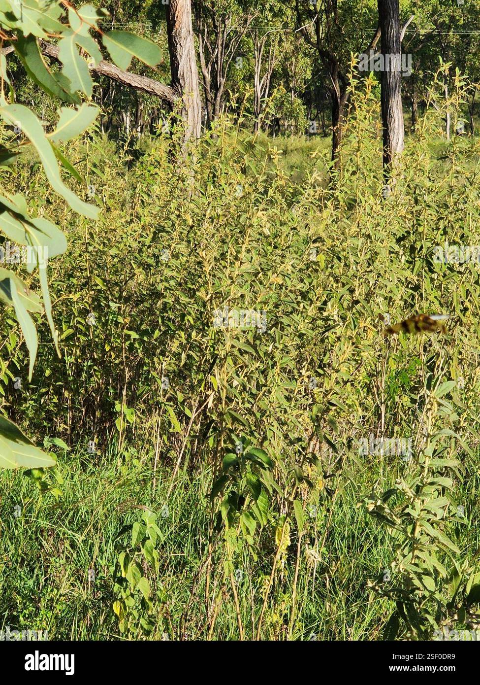 Graphic Flutterer (Rhyothemis graphiptera), Insecta, Bouldercombe QLD ...