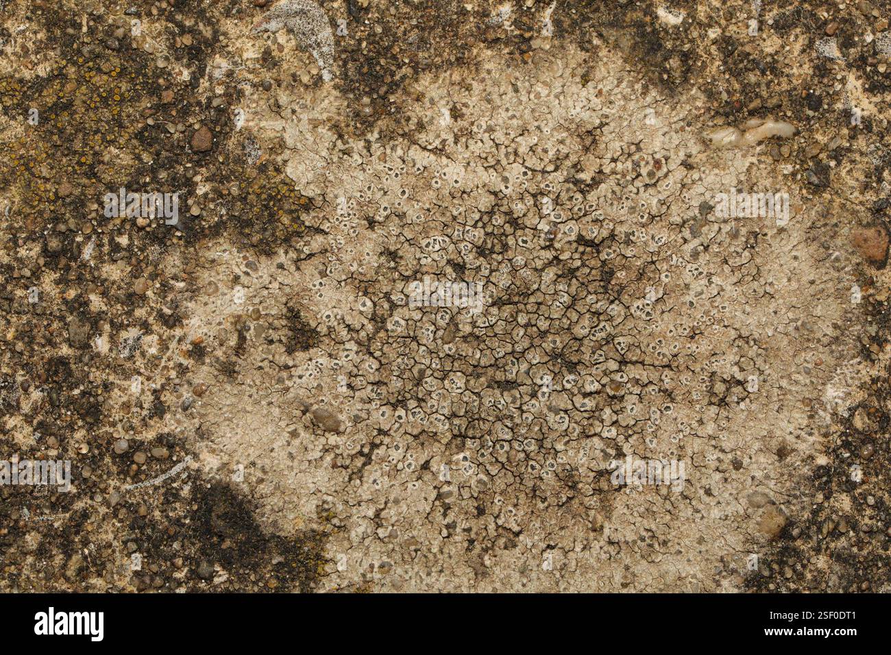 Chiseled Sunken Disk Lichen (Circinaria contorta), Fungi, Lower Alt ...
