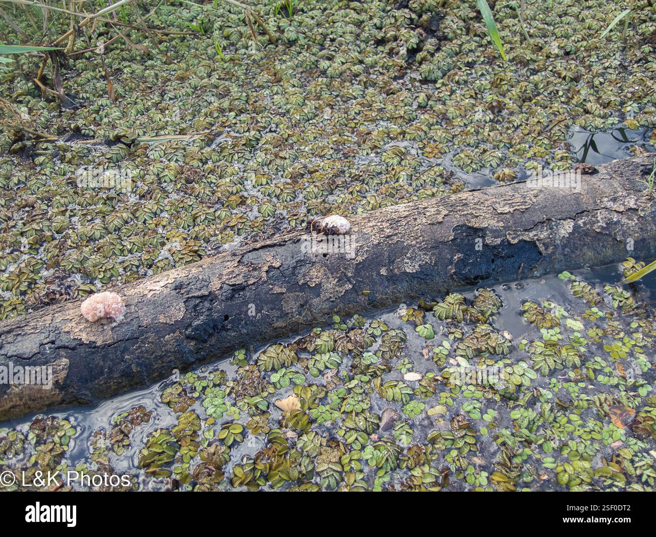 Chivita Snail (Pomacea flagellata), Mollusca, Belize District, Belize ...
