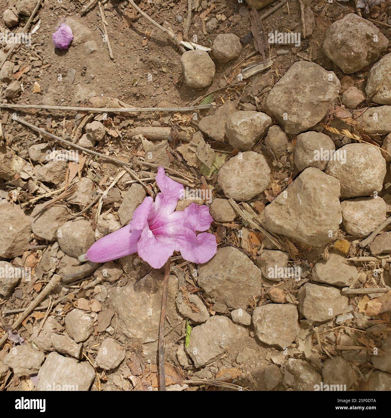 Pink poui (Tabebuia rosea), Plantae, Liberia, CR-GU, CR Stock Photo - Alamy