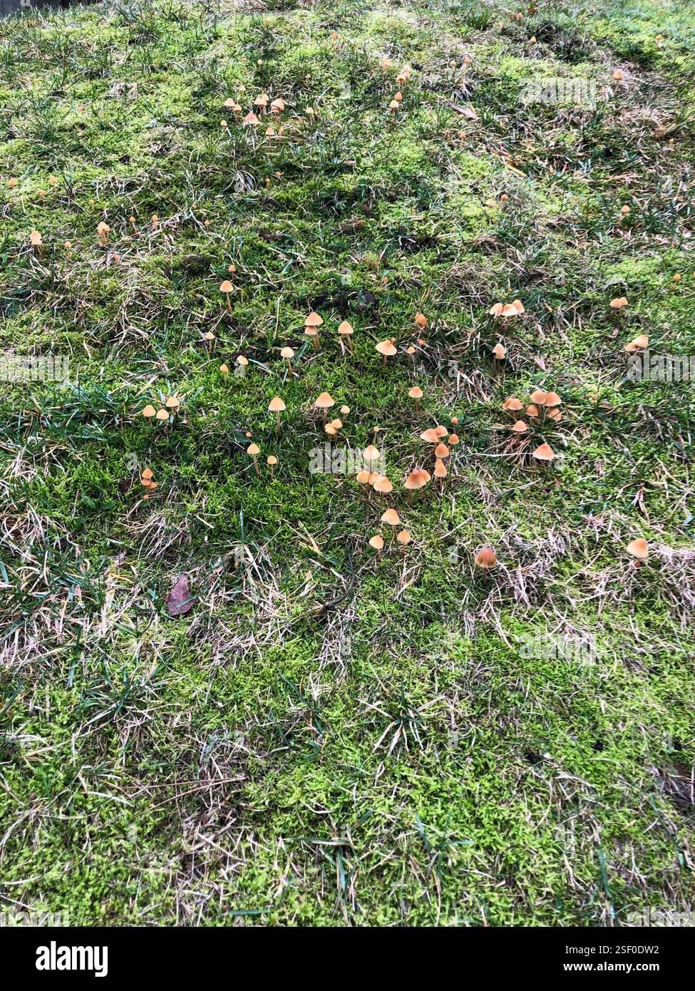 common conecap (Conocybe tenera), Fungi, Simon Fraser University ...