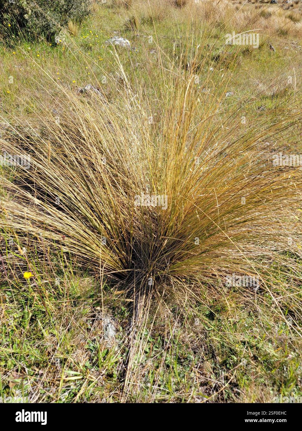 red tussock grass (Chionochloa rubra), Plantae, Mavora, New Zealand ...