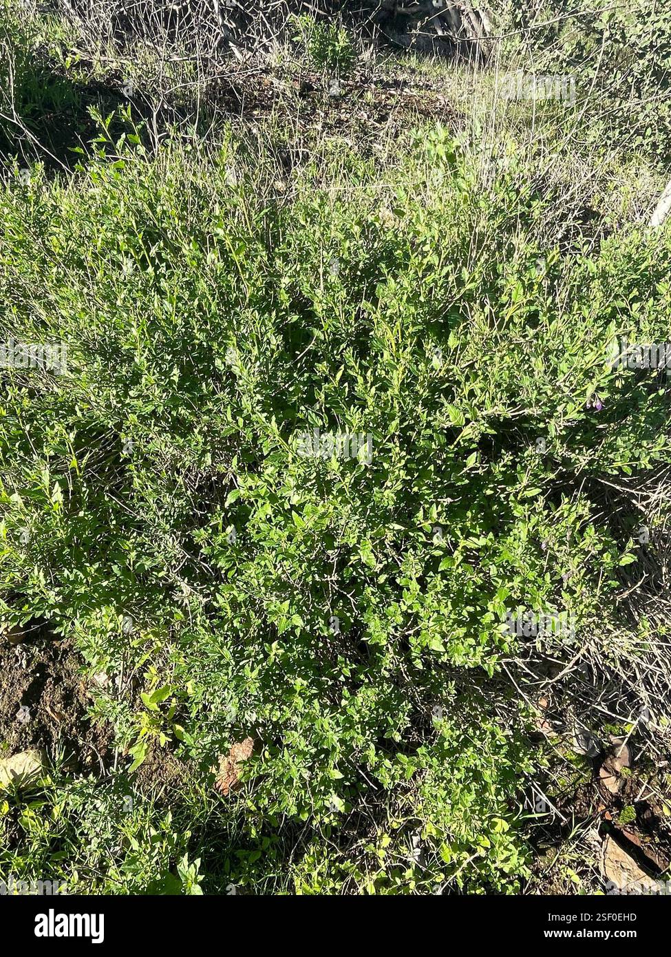 purple nightshade (Solanum xanti), Plantae, Monument Rd, San Diego, CA ...