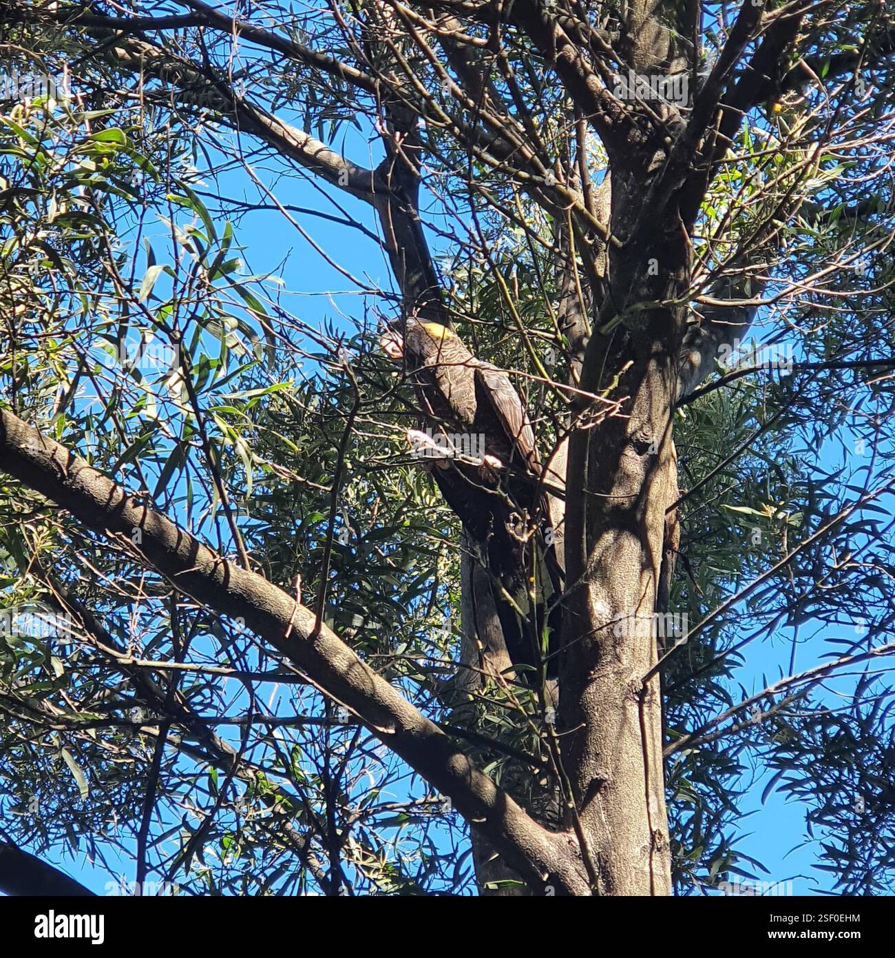 Yellow-tailed Black Cockatoo (Zanda funerea), Aves, Hobart TAS 7000 ...
