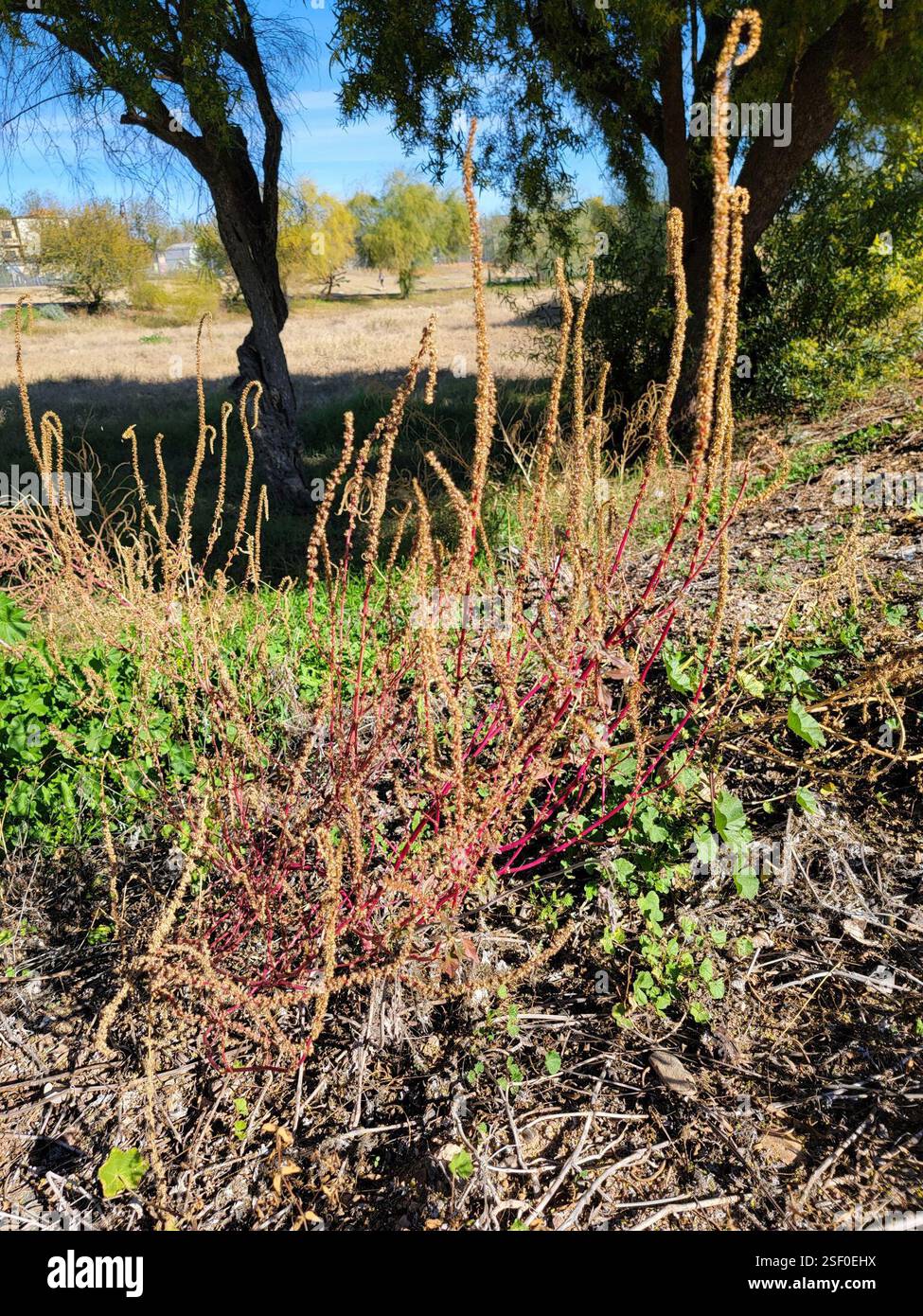 Fringed Amaranth (Amaranthus fimbriatus), Plantae, Maricopa County, US ...