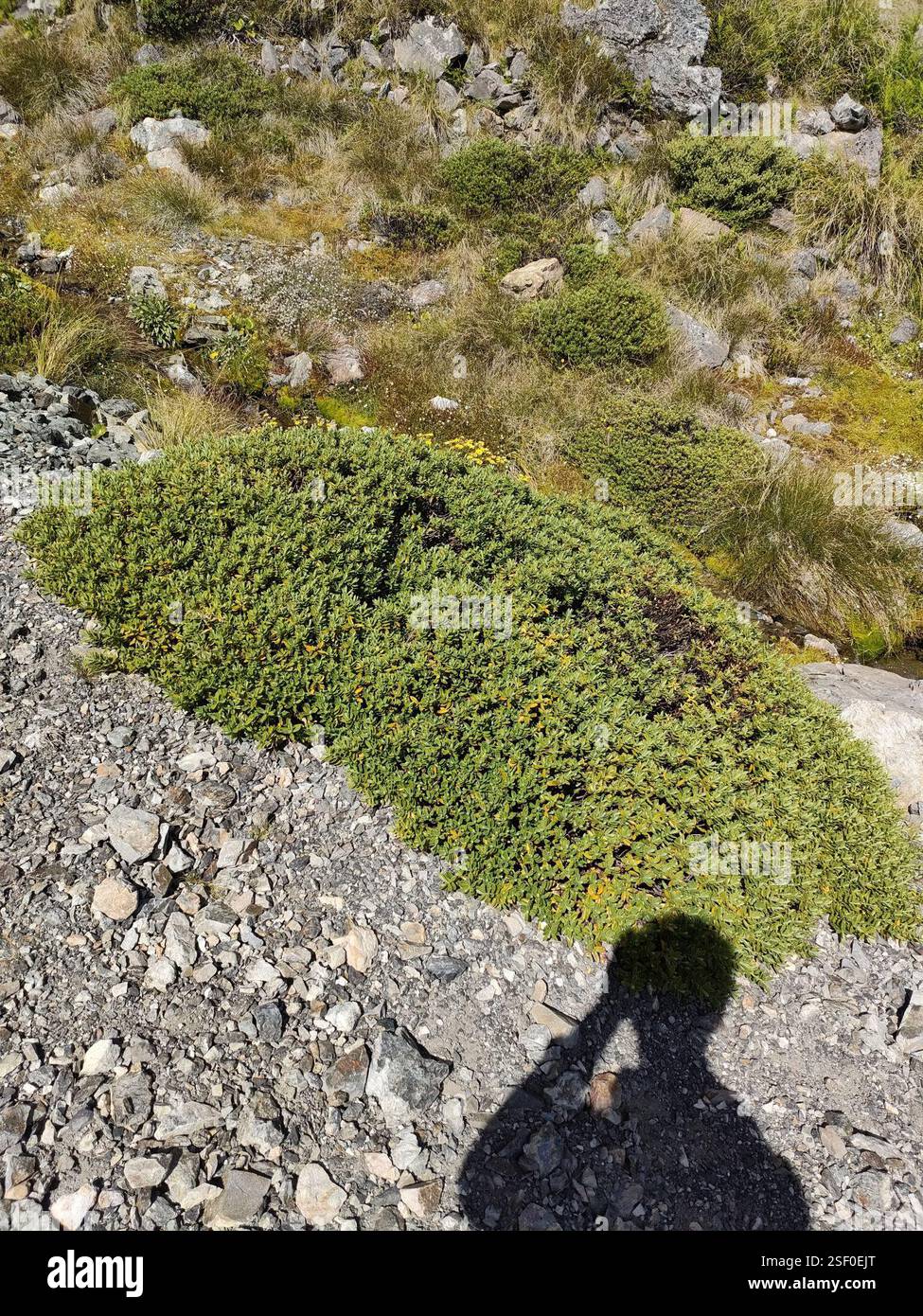 (Veronica cryptomorpha), Plantae, Rainbow Conservation Area, NZ-MA, NZ ...