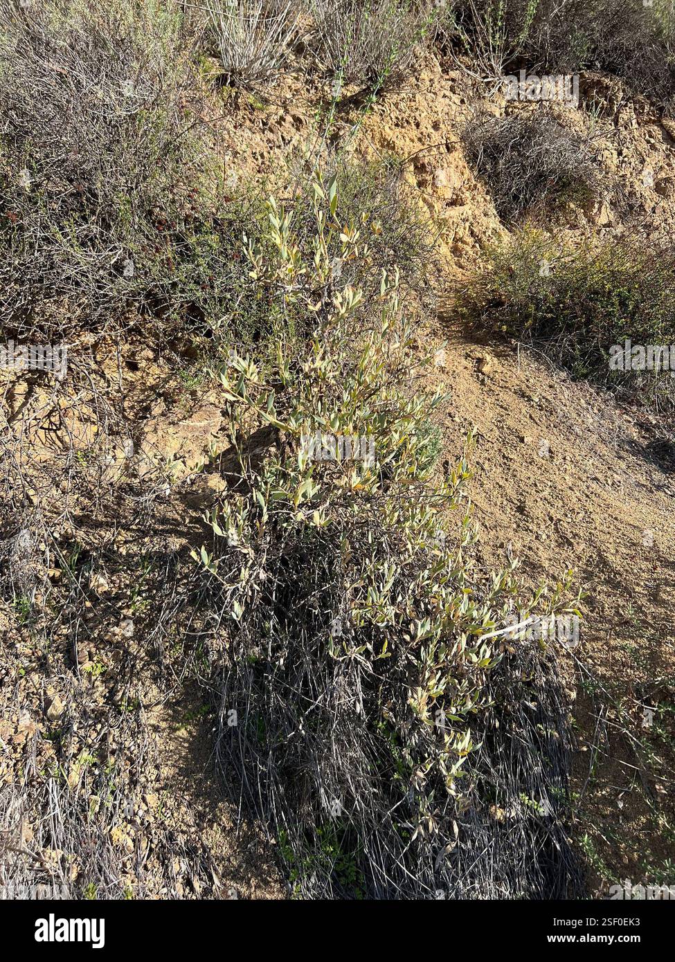 Bush Poppy (Dendromecon rigida), Plantae, Riverside County, CA, USA ...