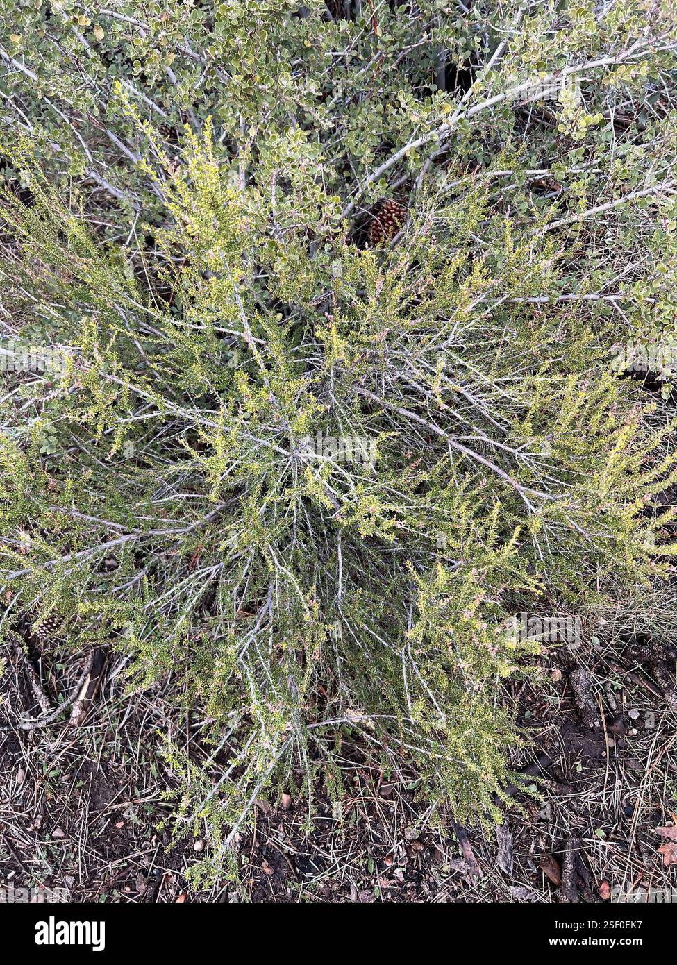 chamise (Adenostoma fasciculatum), Plantae, San Diego County, CA, USA ...