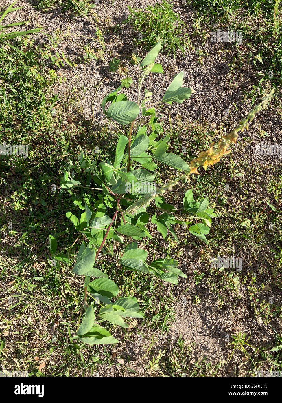 Streaked Rattlepod (Crotalaria pallida), Plantae, Saint Peter, MS Stock ...