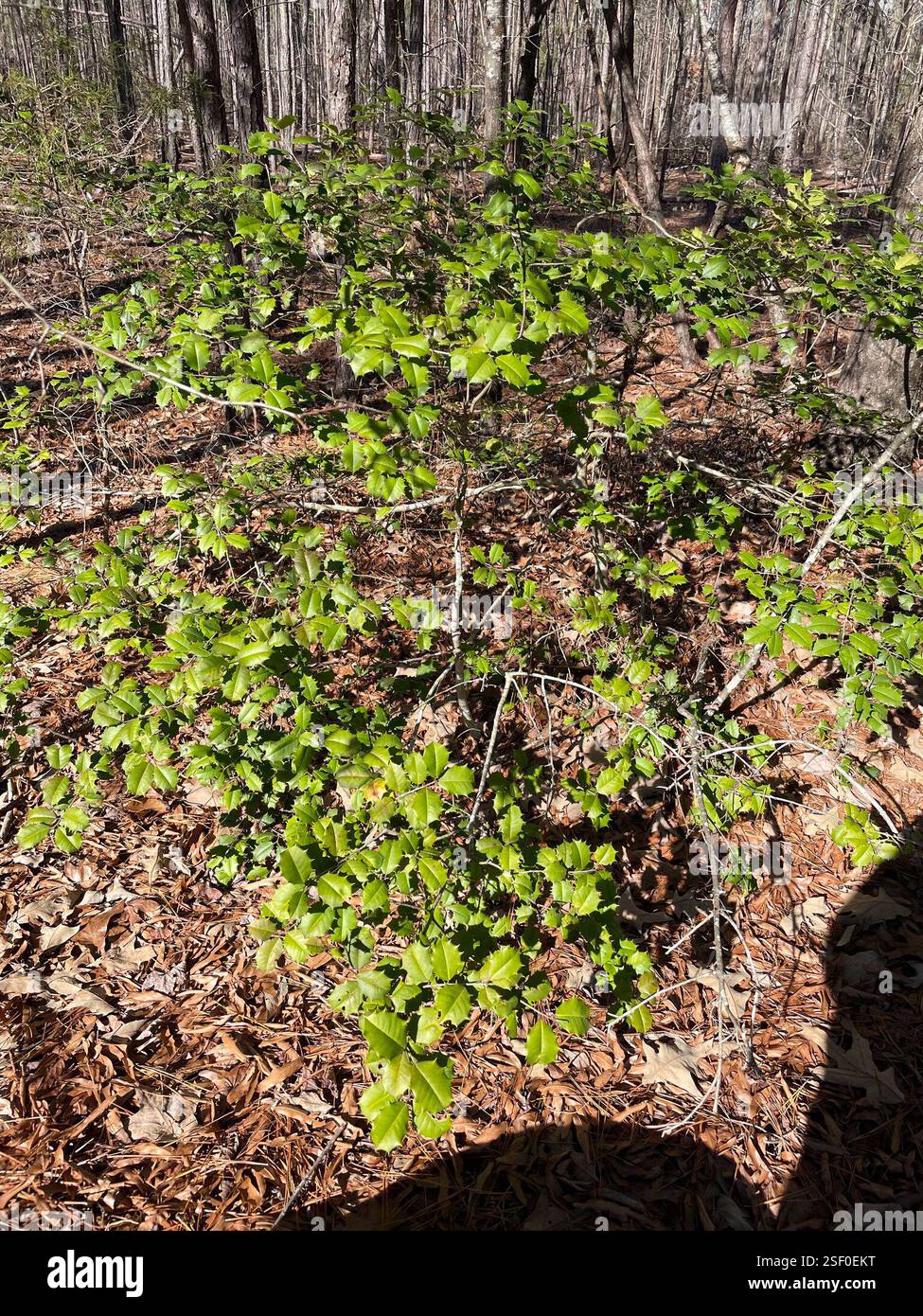 American holly (Ilex opaca), Plantae, Avery Rd, Wadesboro, NC, US ...