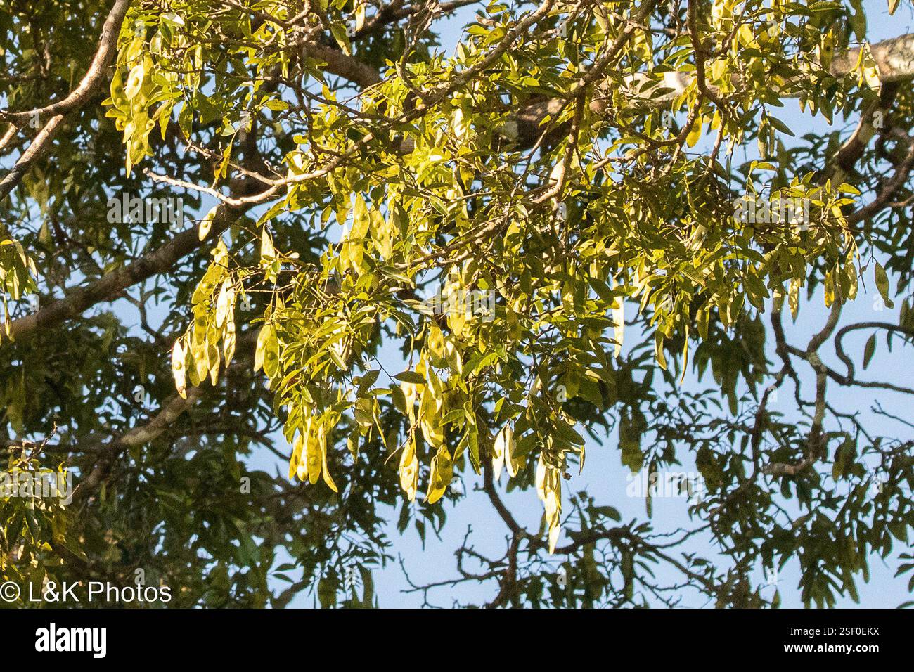 dicots (Magnoliopsida), Plantae, Crooked Tree, Belize Stock Photo - Alamy