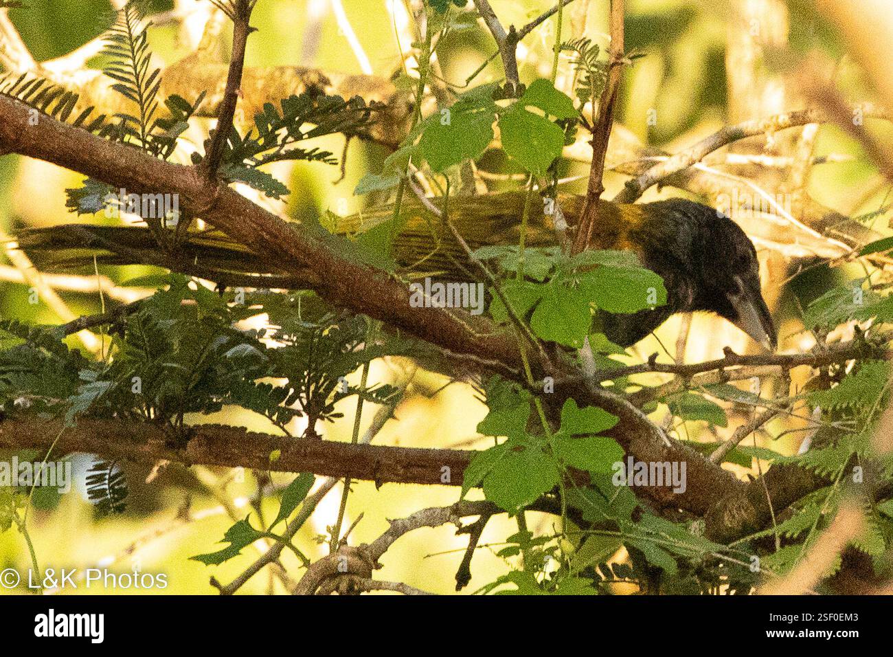 Black-headed Saltator (Saltator atriceps), Aves, Crooked Tree, Belize ...