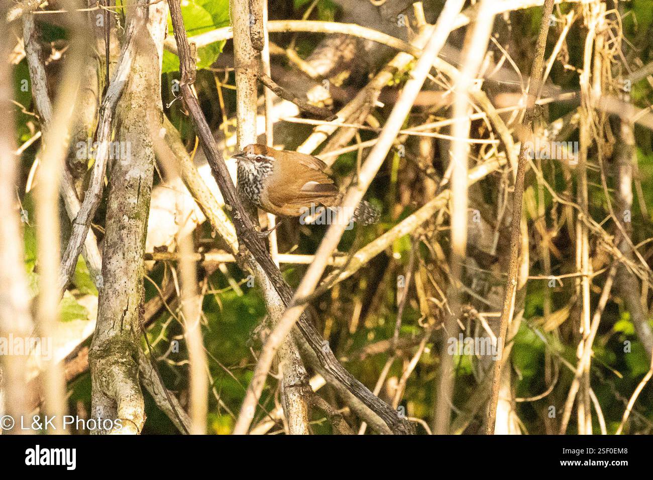 Spot-breasted Wren (Pheugopedius maculipectus), Aves, Crooked Tree ...