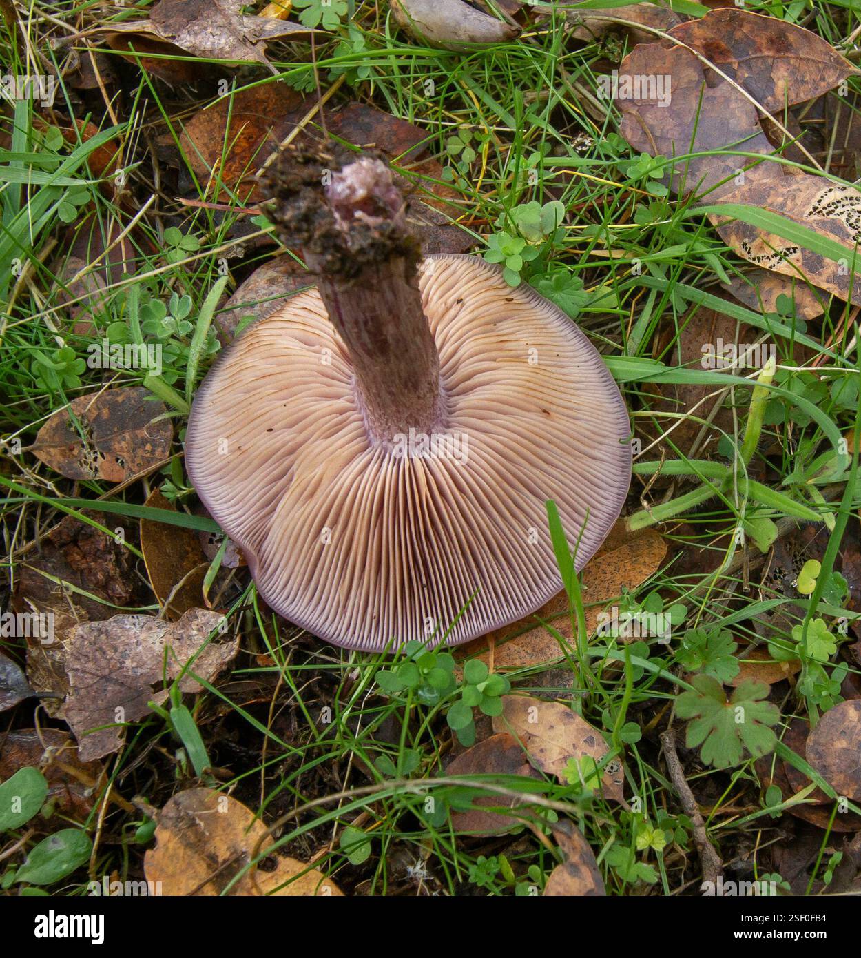 Lepista nuda madera blewit hi-res stock photography and images - Alamy