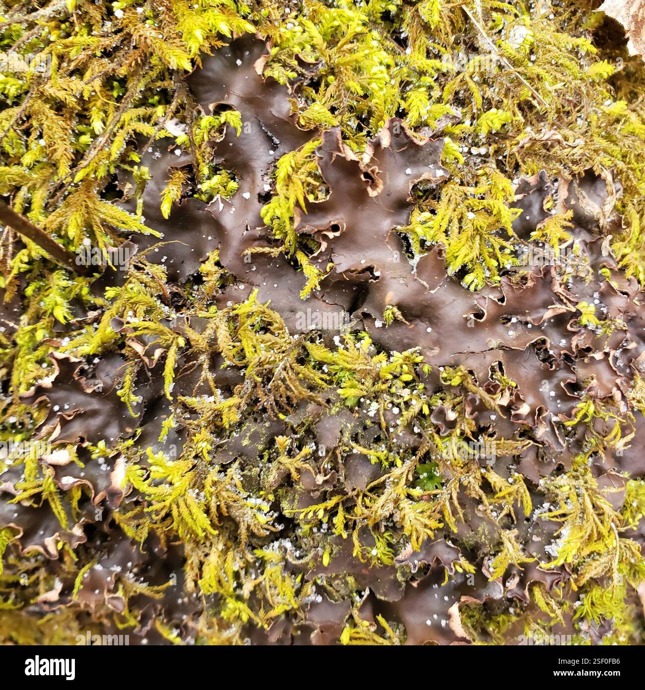 concentric pelt lichen (Peltigera elisabethae), Fungi, Hilton Falls ...