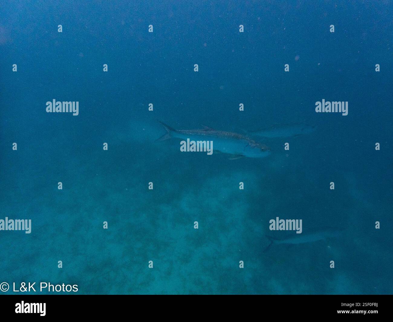 Atlantic Tarpon (Megalops atlanticus), Actinopterygii, Stann Creek, BZ ...