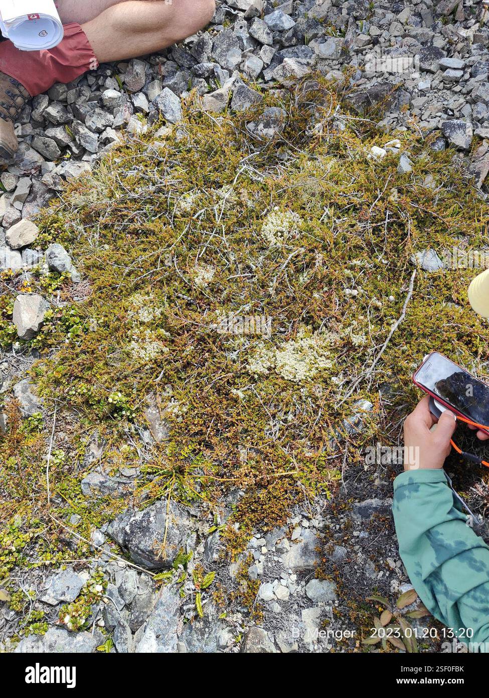 (Dracophyllum pronum), Plantae, Selwyn, NZ-CA, NZ Stock Photo - Alamy