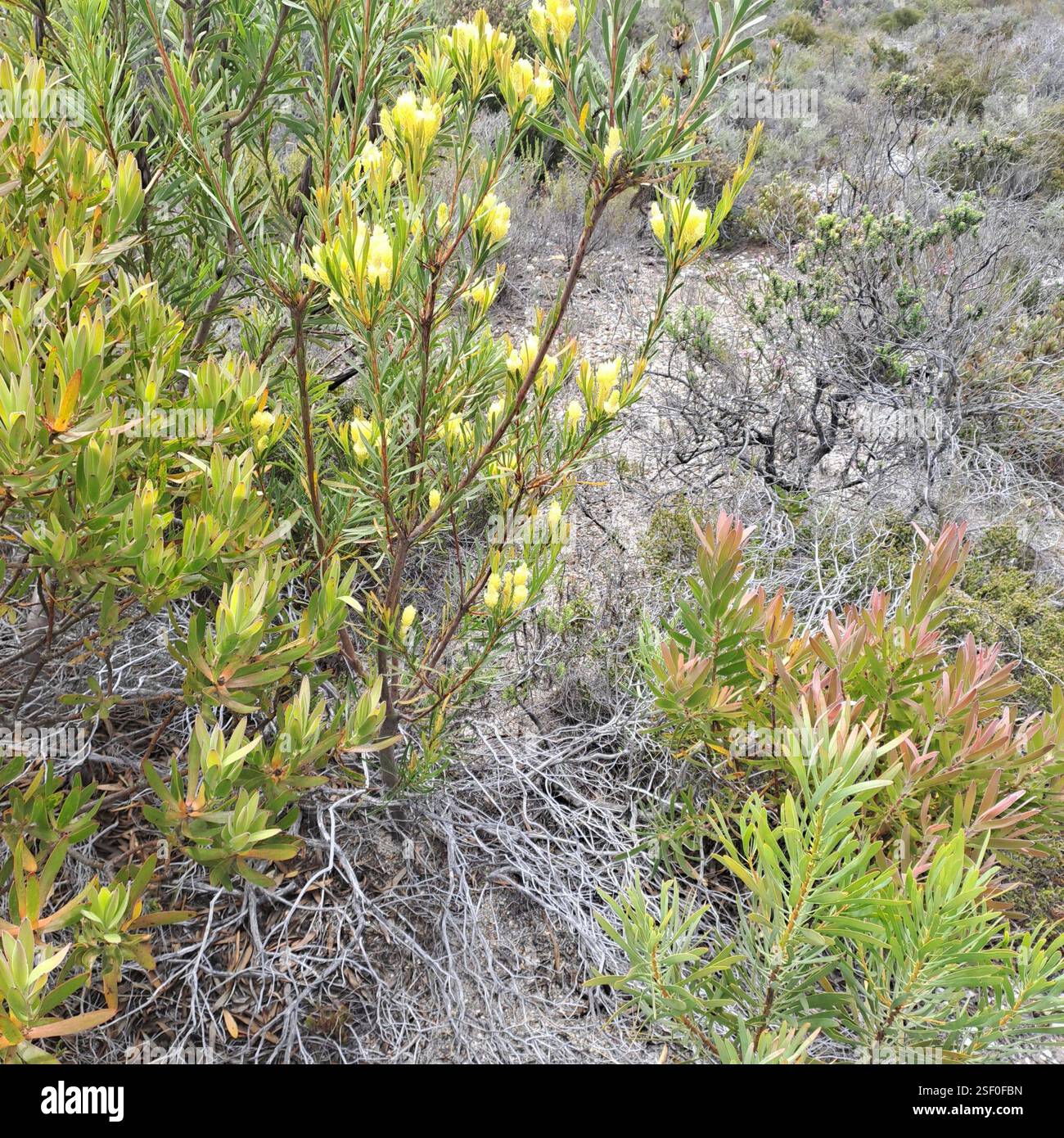 Broadleaf Featherbush (Aulax umbellata), Plantae, Kleinmond, 7195, South Africa, Male Stock ...