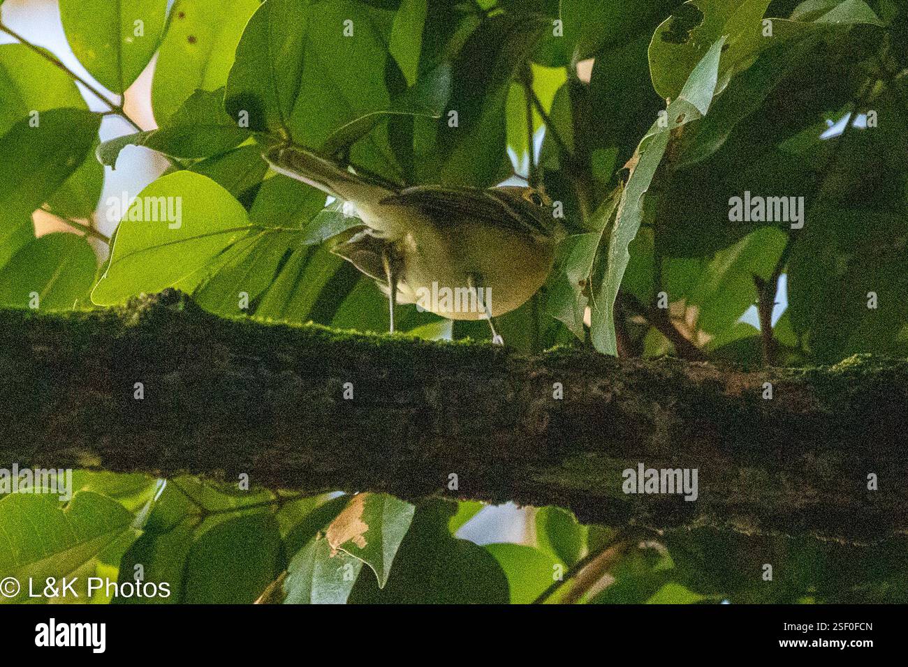 White-eyed Vireo (Vireo griseus), Aves, Crooked Tree, Belize Stock ...