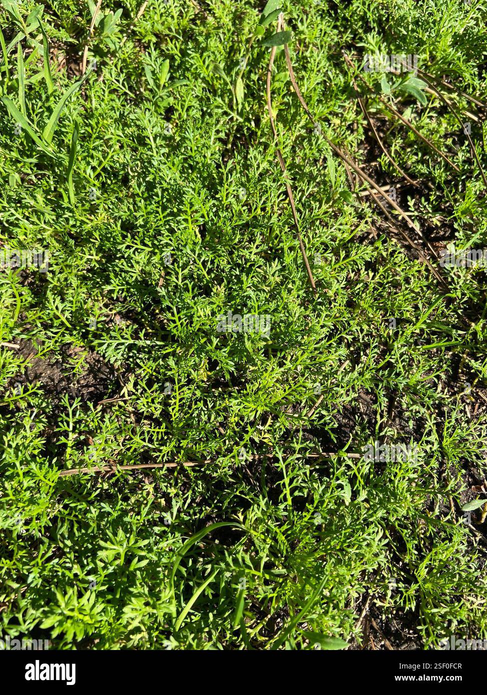 Common Cotula (Cotula australis), Plantae, Los Angeles County, US-CA ...