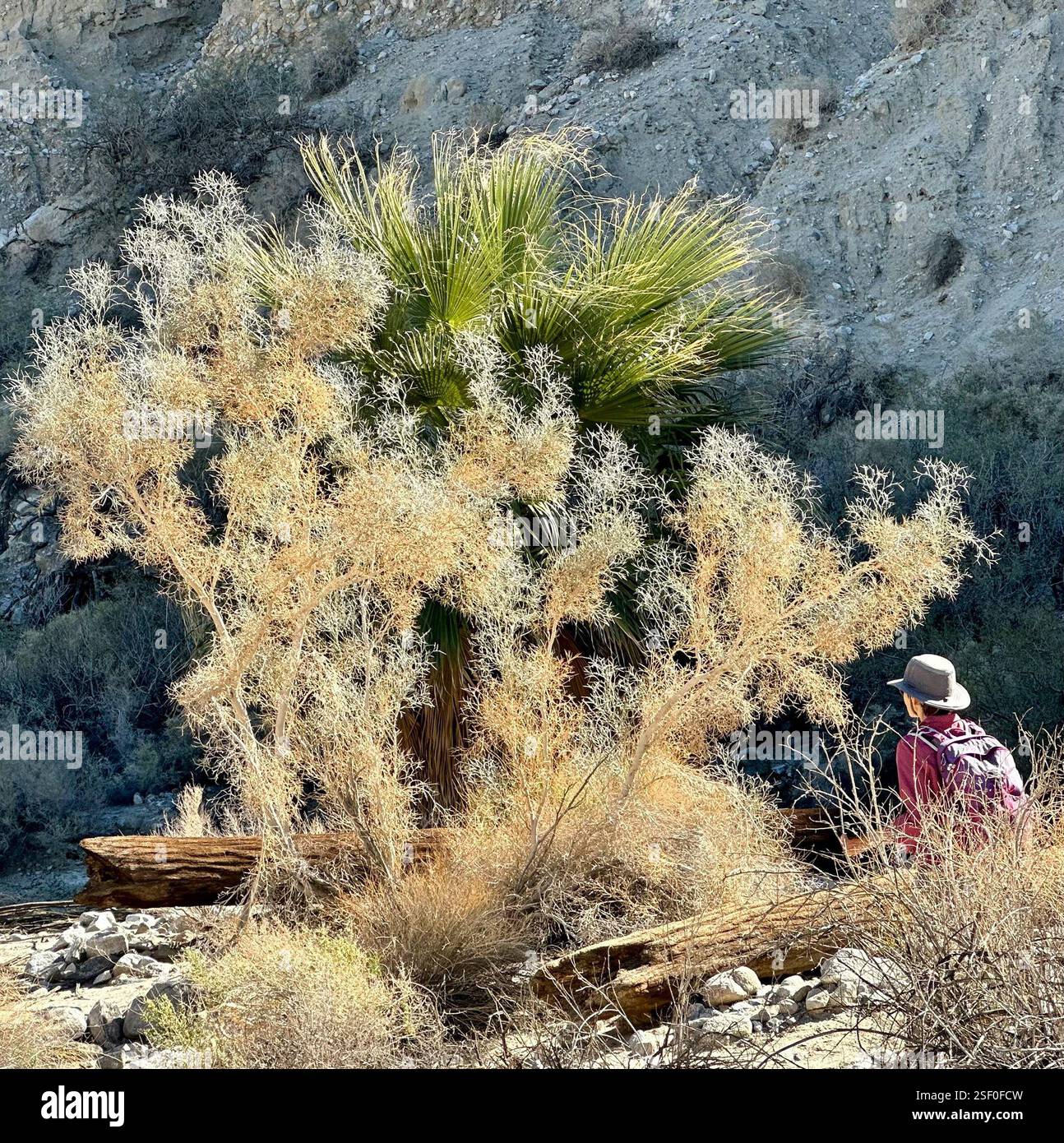 Smoke Tree (Psorothamnus spinosus), Plantae, Indio Hills Palms Park ...