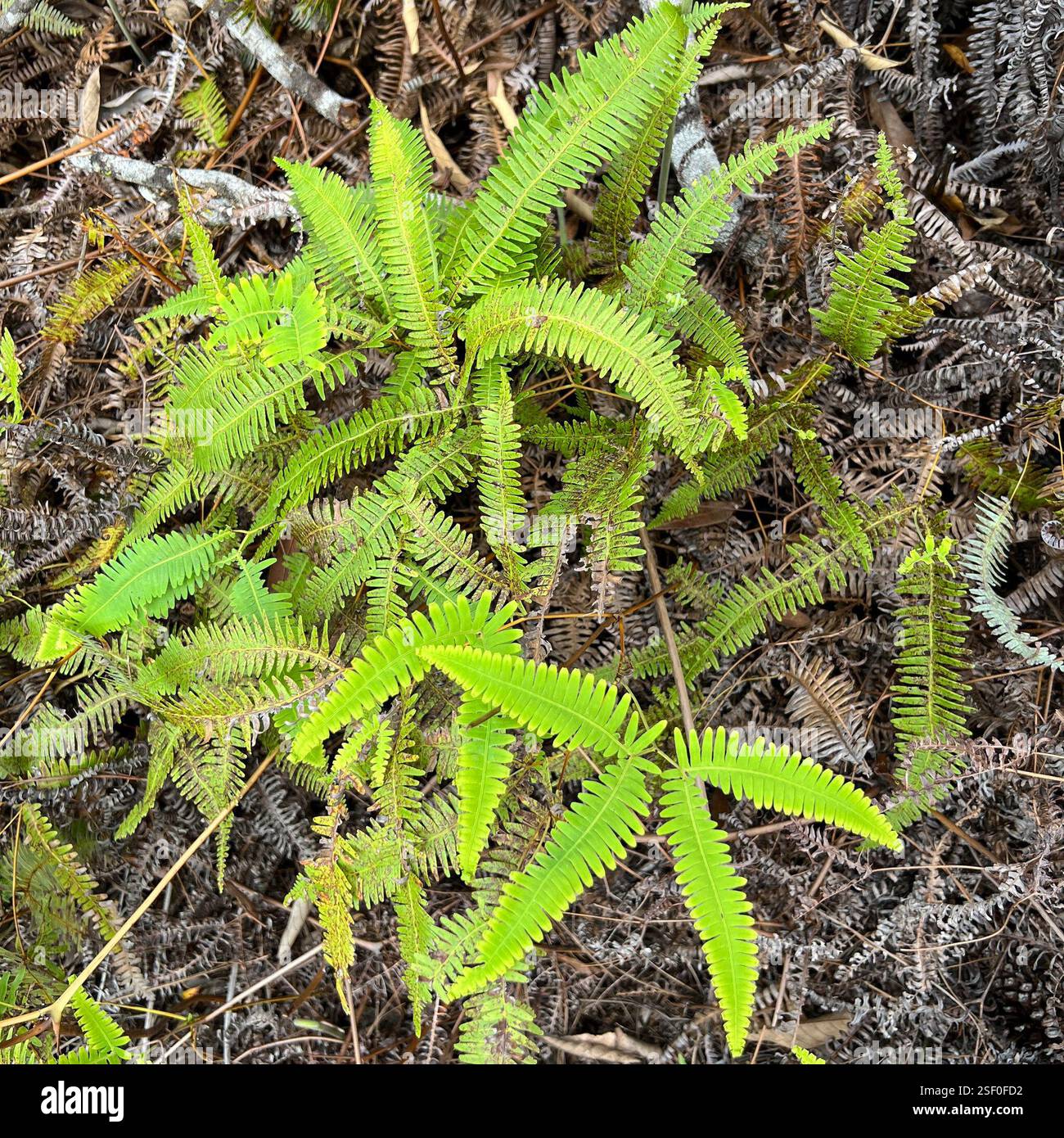 forked ferns (Gleicheniaceae), Plantae, Stann Creek District, Belize ...