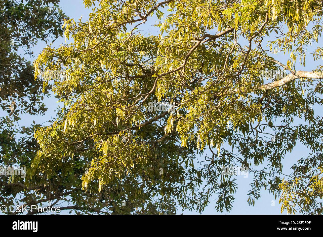 dicots (Magnoliopsida), Plantae, Crooked Tree, Belize Stock Photo - Alamy
