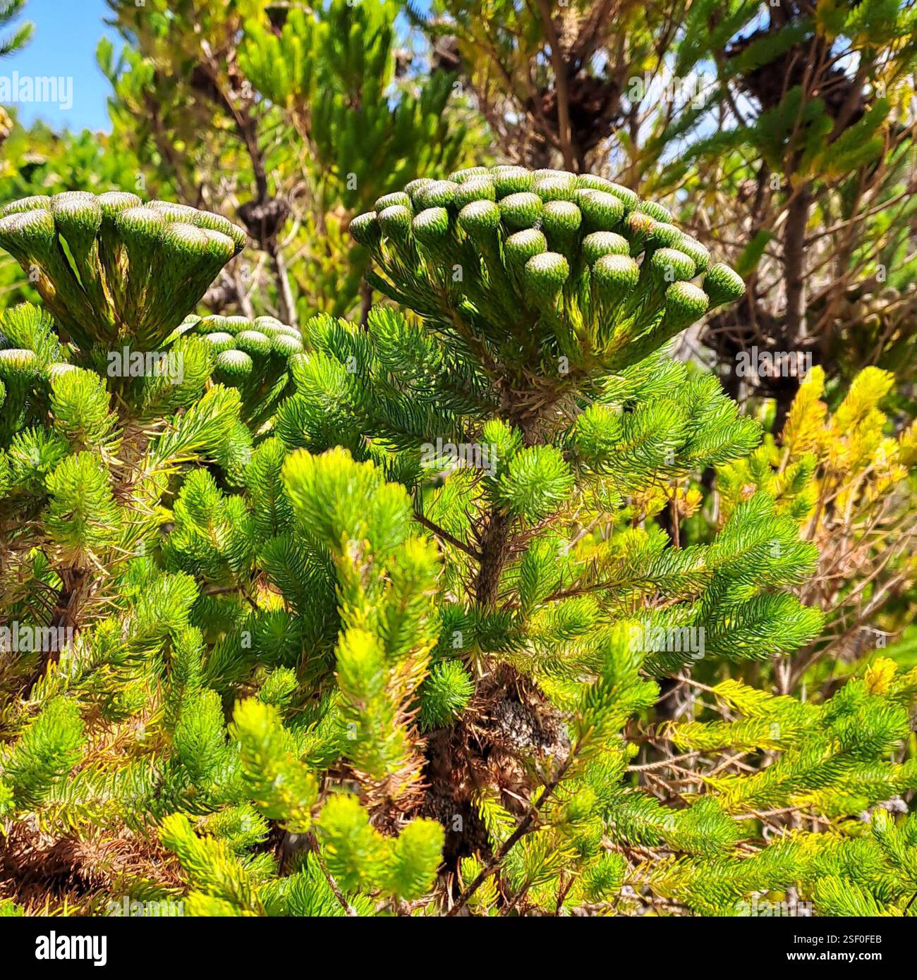 Coffeebush (Berzelia albiflora), Plantae, Betty's Bay, 7141, South ...