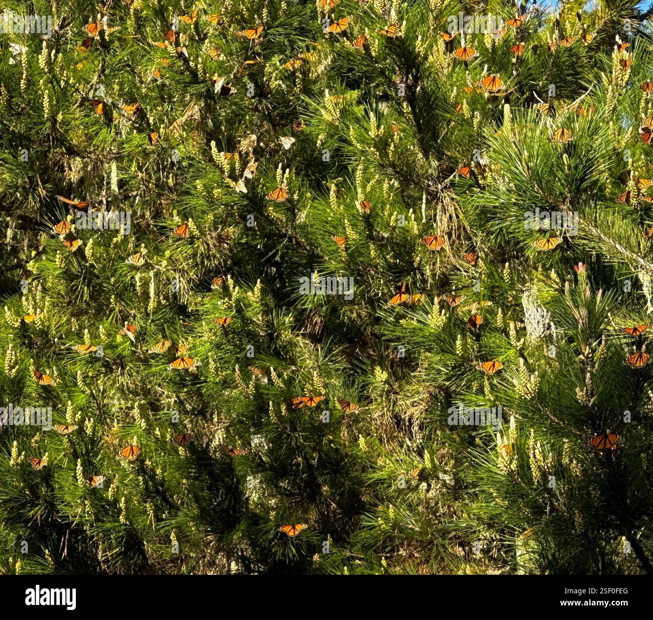 Monarch (Danaus plexippus), Insecta, Monarch Sanctuary, Pacific Grove ...